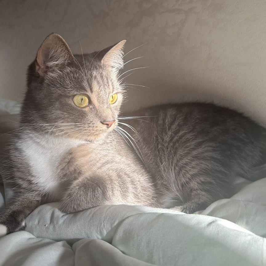 Взрослая, кошка в добрые руки