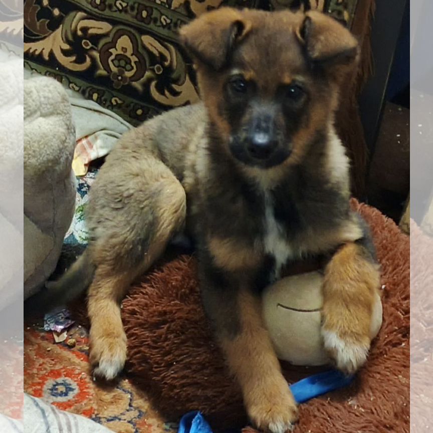 Щенок в добрые руки