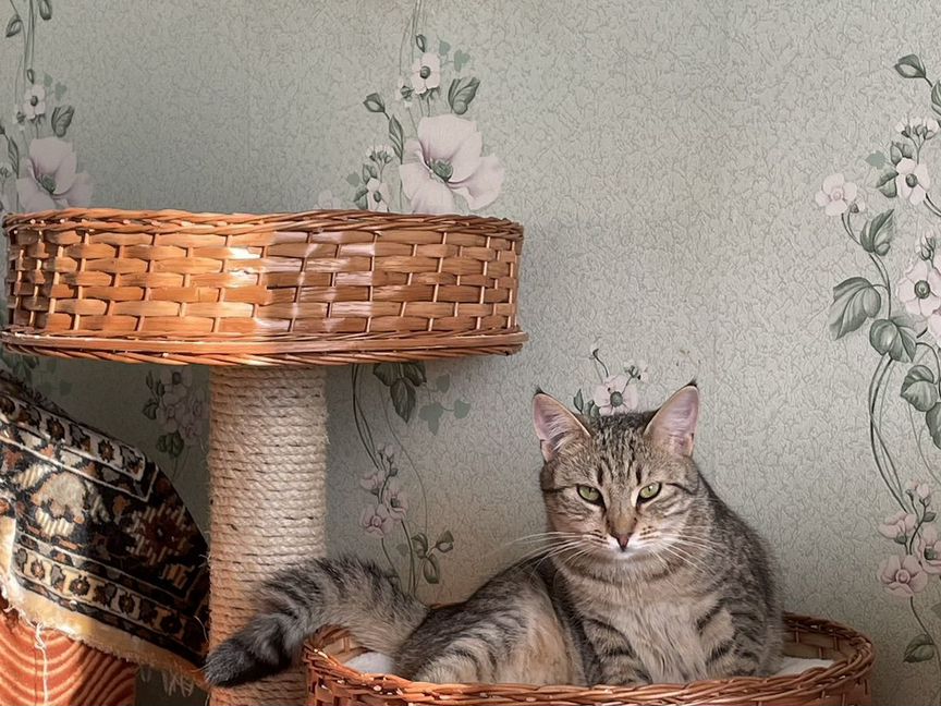 Кот Вася в добрые руки