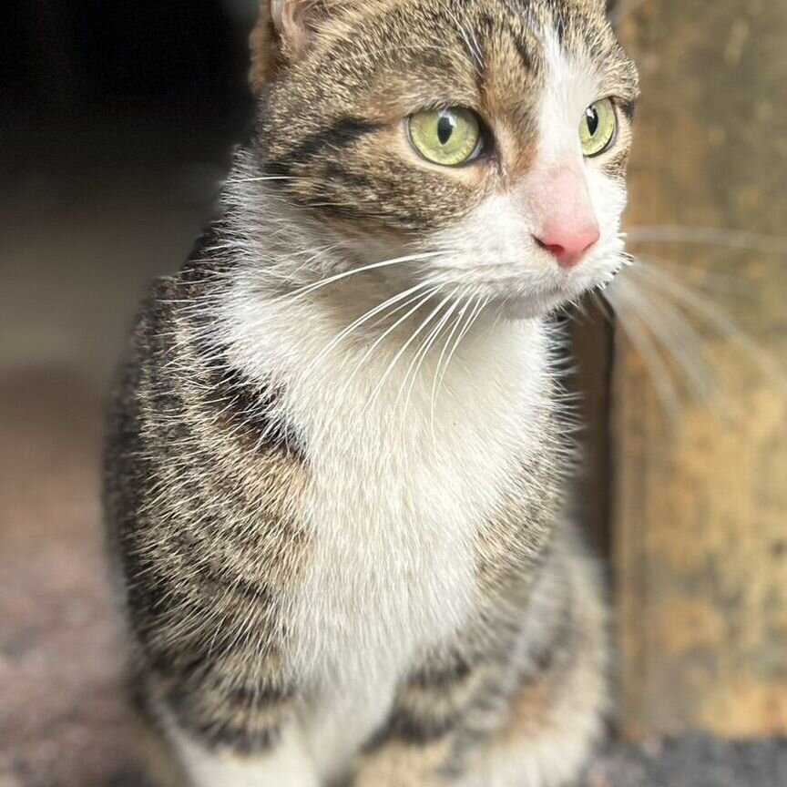 Котик в добрые руки