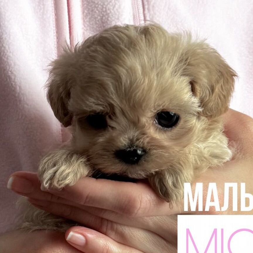 Мальтипу, щенок