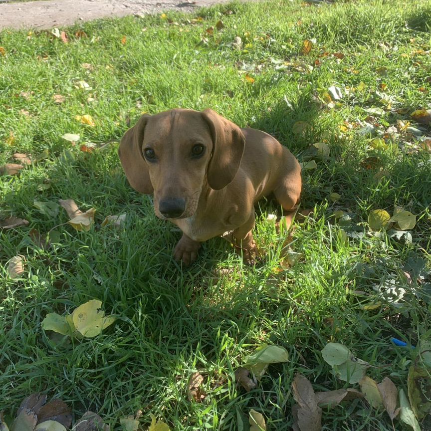 Такса карликовая