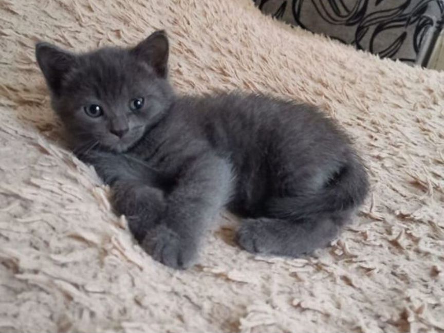 Котята русская голубая