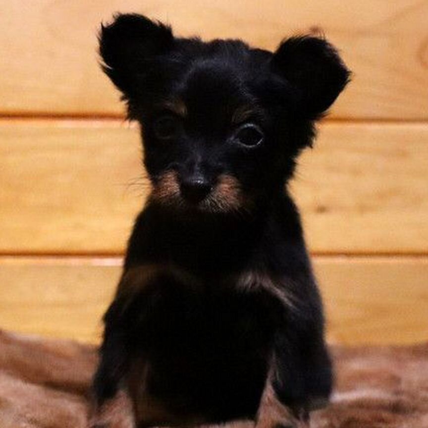 Русский той-терьер, щенок