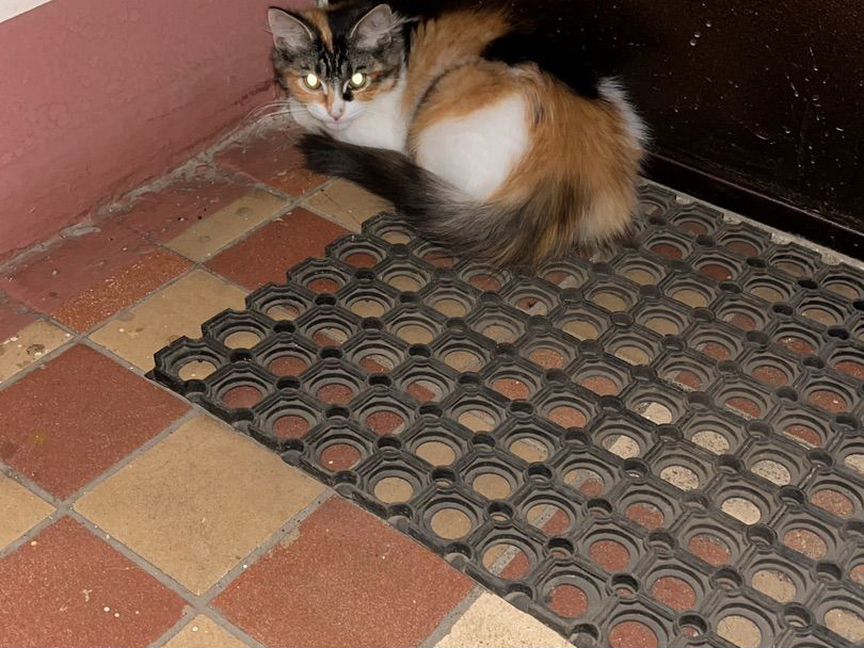 Отдам в добрые руки котенка девочку