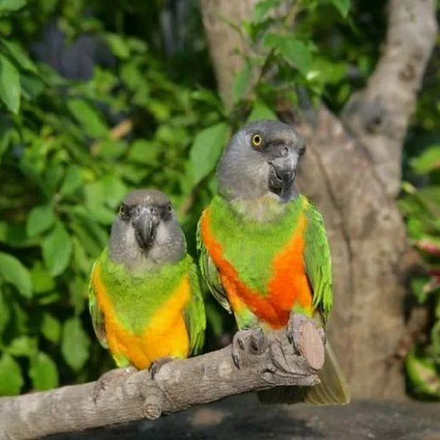 Сенегальский попугай (пара)