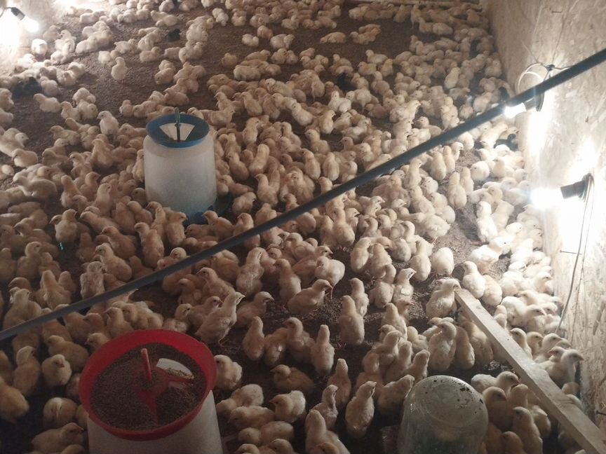 Суточный бройлер