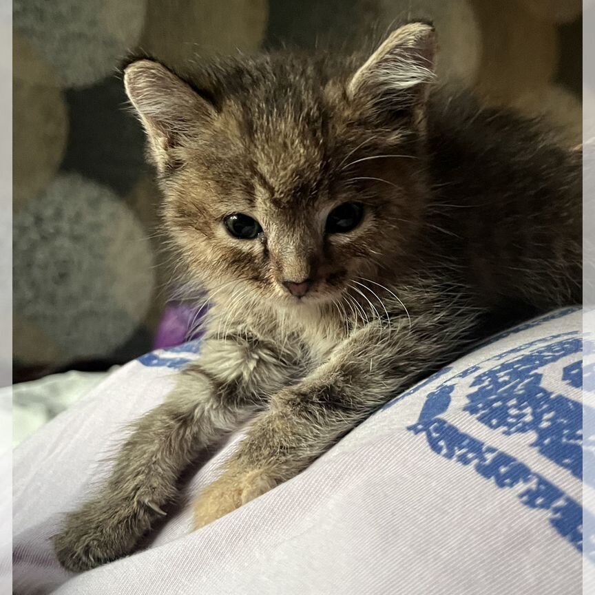 Котенок девочка в добрые руки