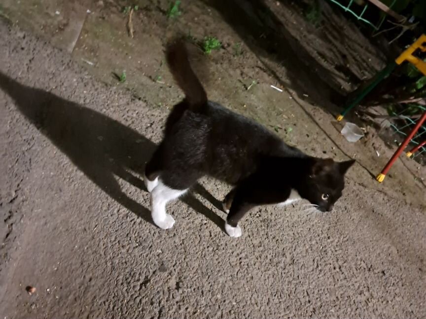 Кошки в добрые руки бесплатно