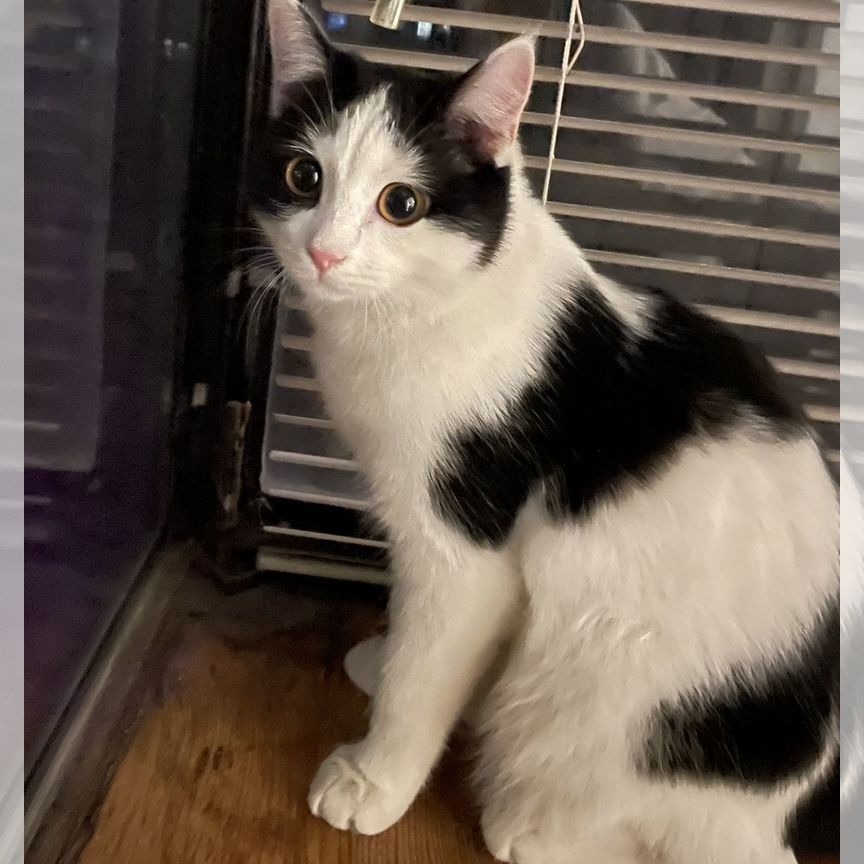 Котёнок в добрые руки