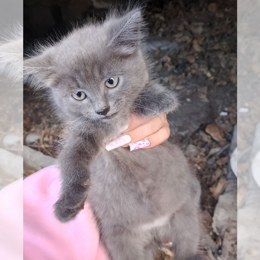 Отдам котёнка в добрые руки