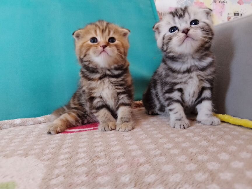 Шотландские вислоухие кошечки