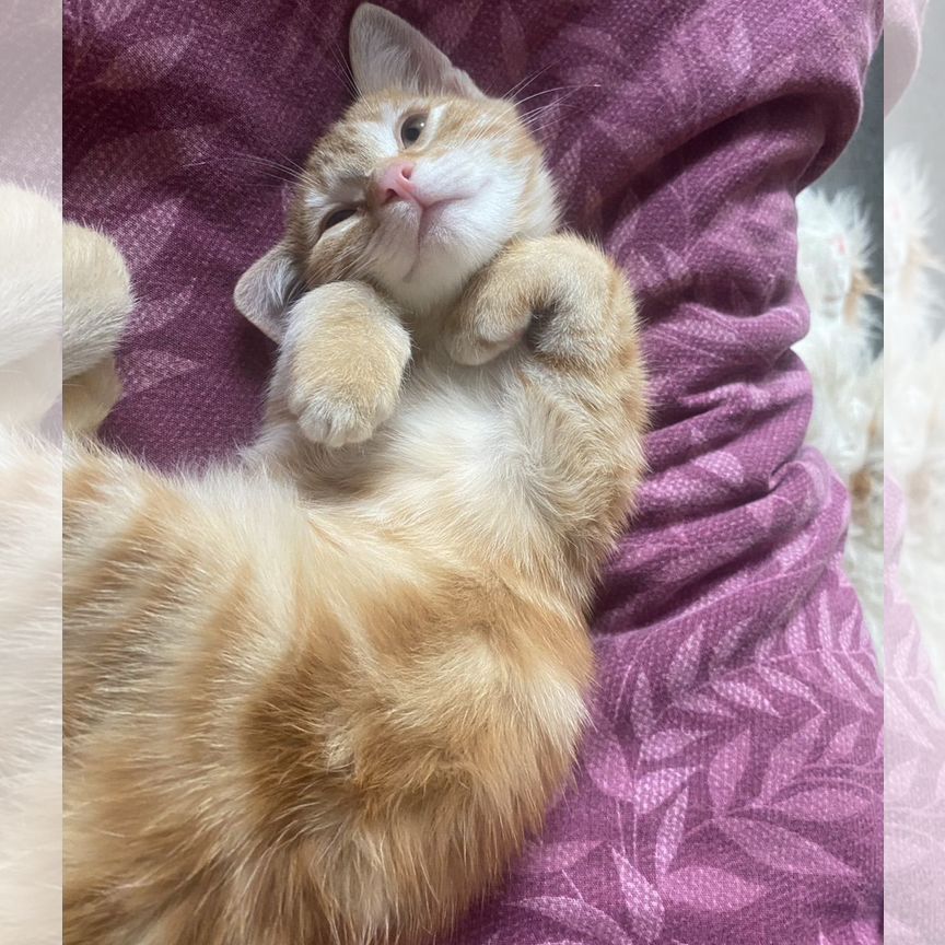 Рыжий котенок в добрые руки