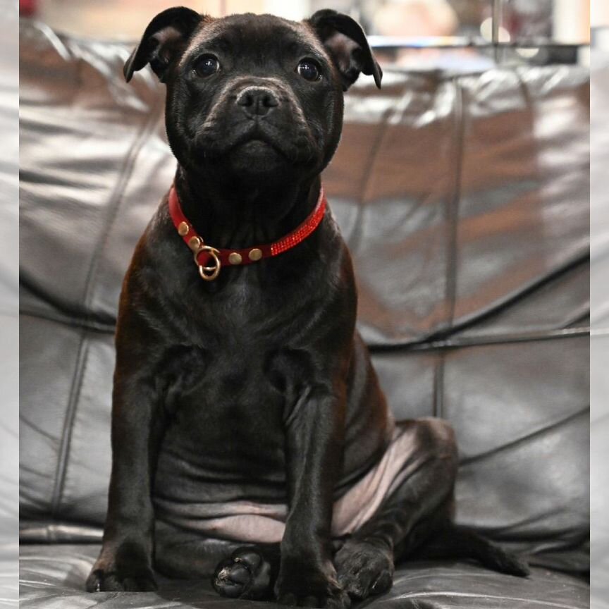 Стаффордширский бультерьер, щенок