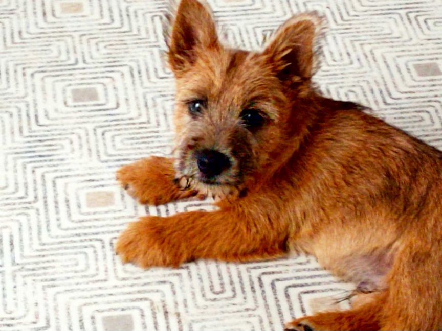 Норвич мальчик