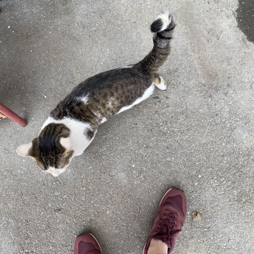 Котенок мальчик