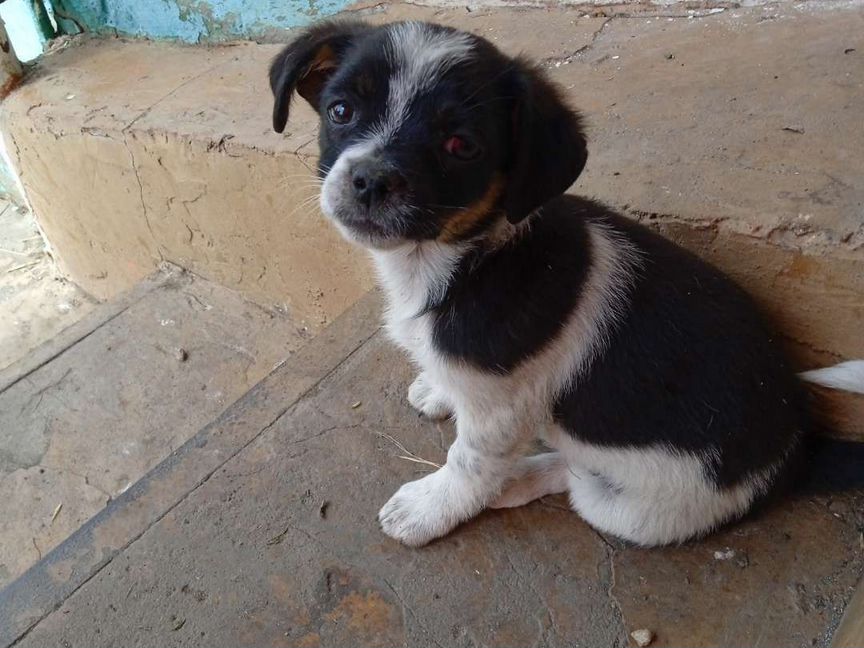 Собака в добрые руки щенок