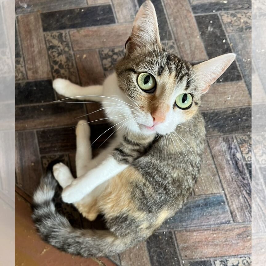 Кошка