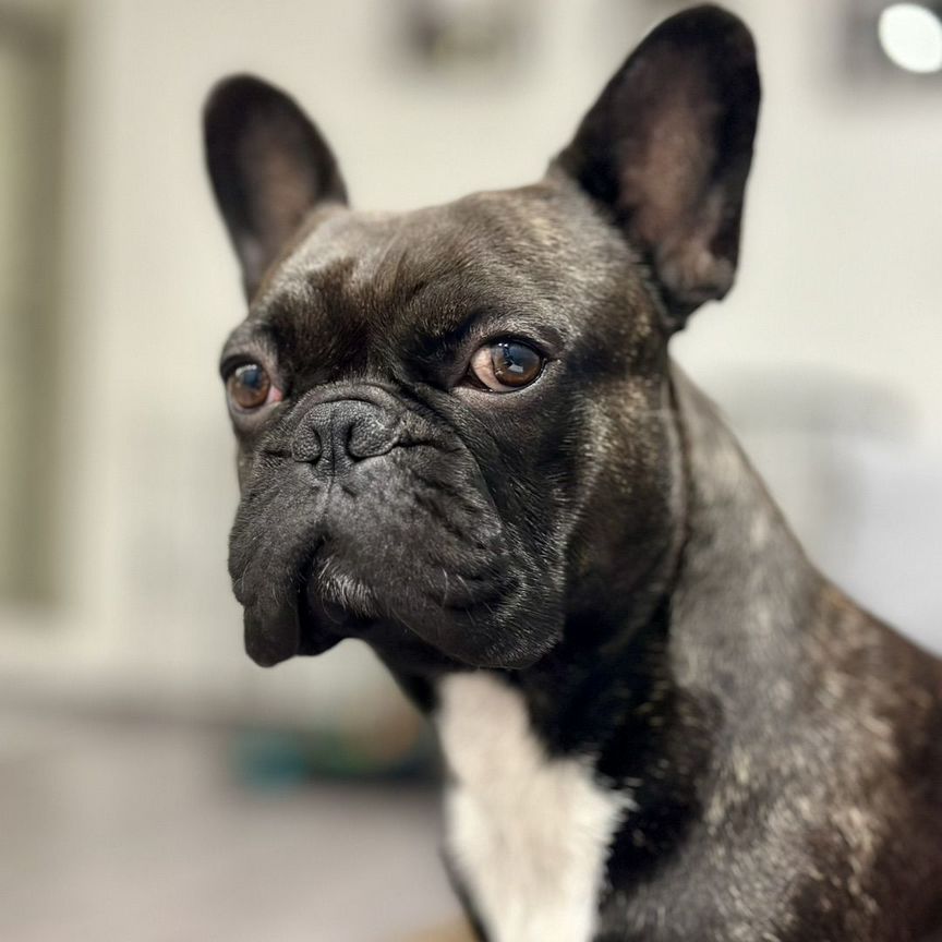 Французский бульдог кабель вязка