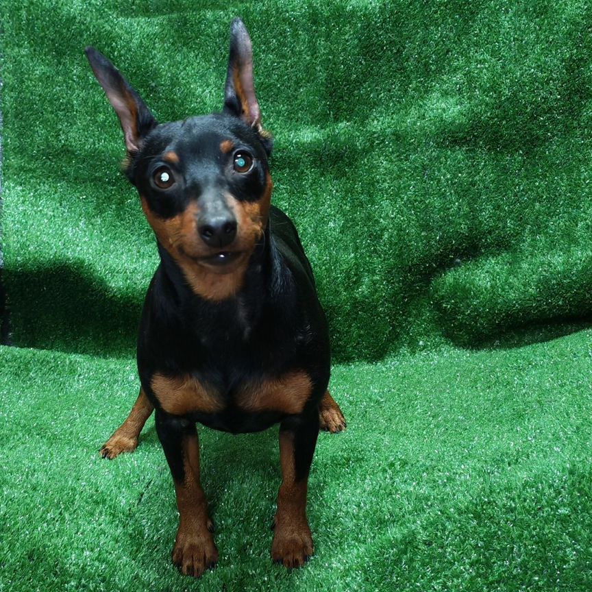 Цвергпинчер, щенок