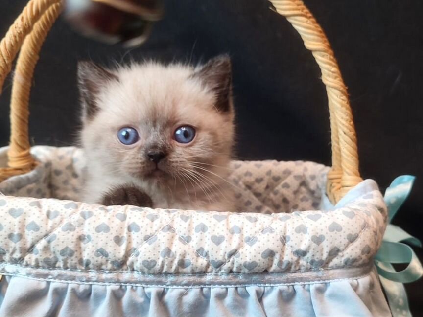 Котята шотландские прямоухие