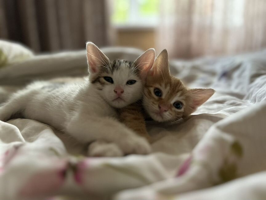 Котята в добрые руки мальчики