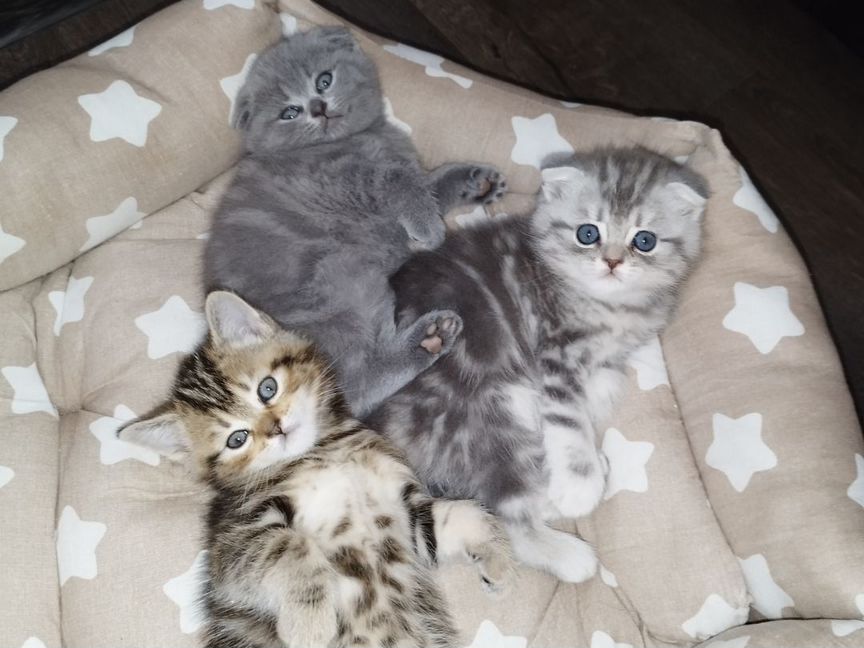 Шотладские котята