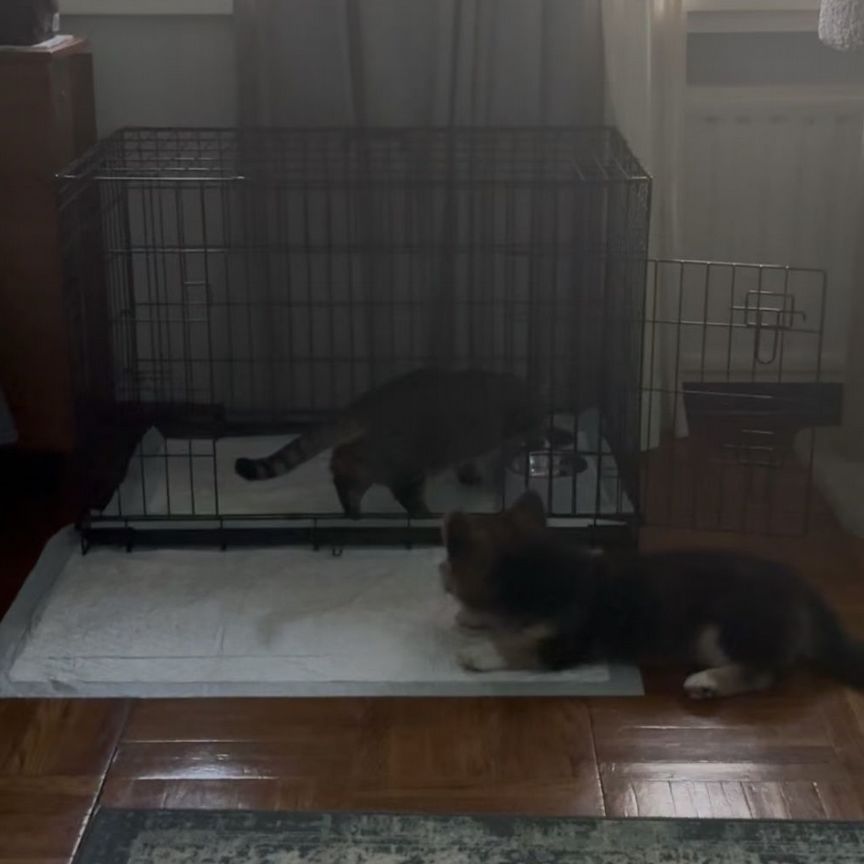 Клетка для собак номер 4 двухдверная