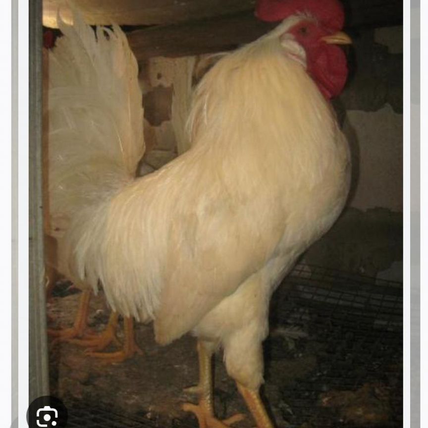 Продам молодых петушков