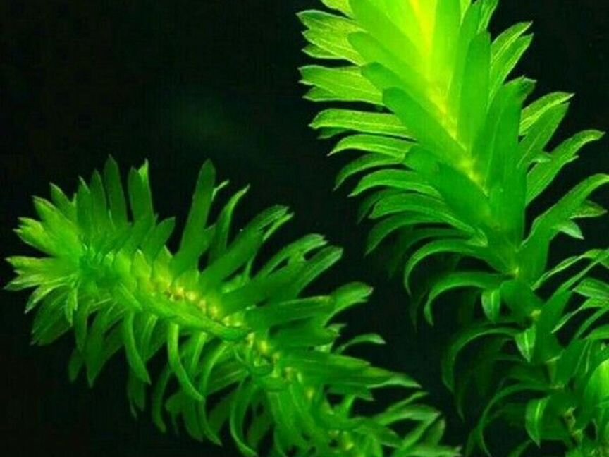 Аквариумные растения