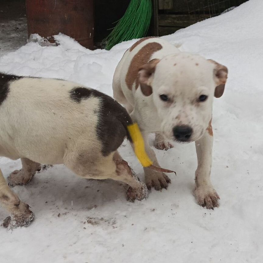 Американский стаффордширский терьер, щенок