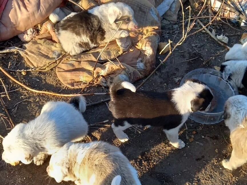 Собака в добрые руки отдам бесплатно