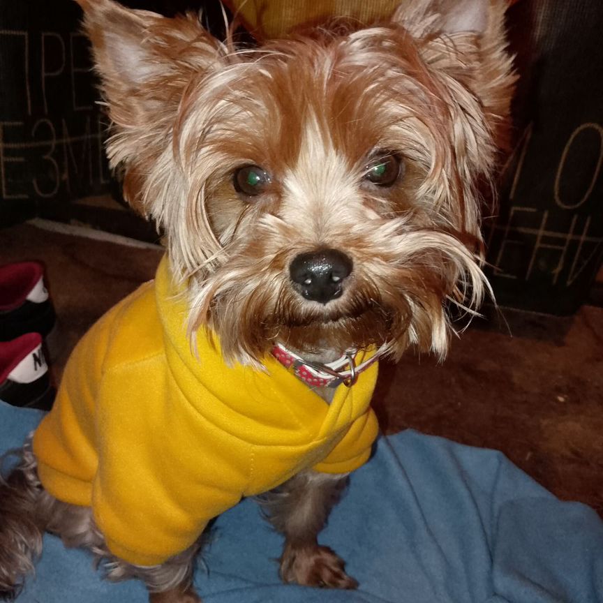 Йоркширский терьер