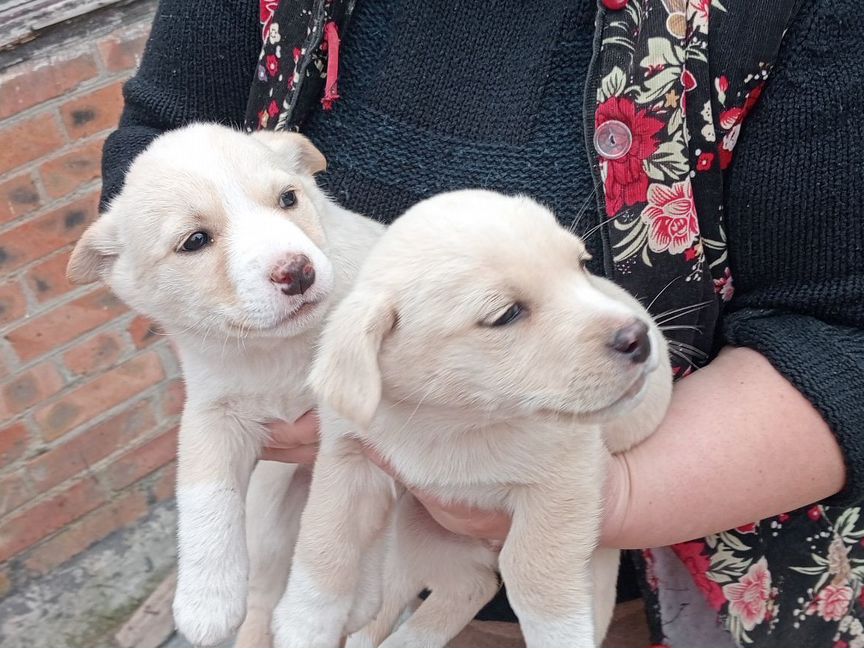 Маленькие щенята