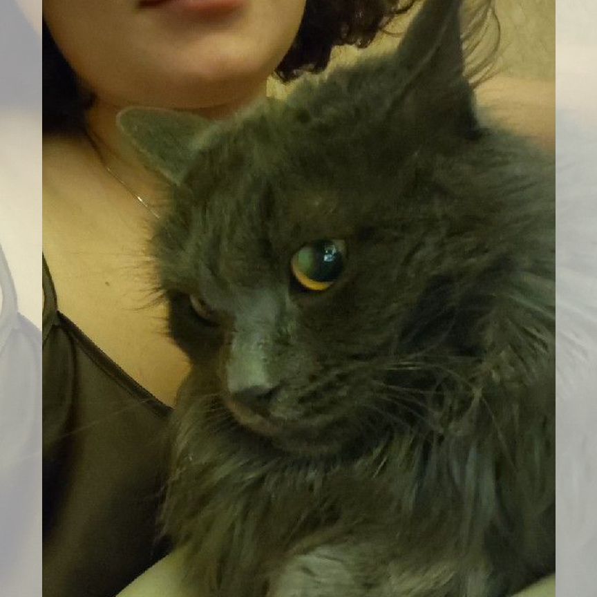 Нибелунг кот