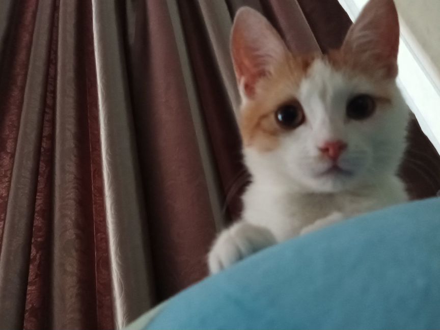 Отдам красивую кошку в добрые руки