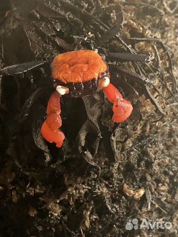 Краб Дьявол(Geosesarma red devil white eyes)