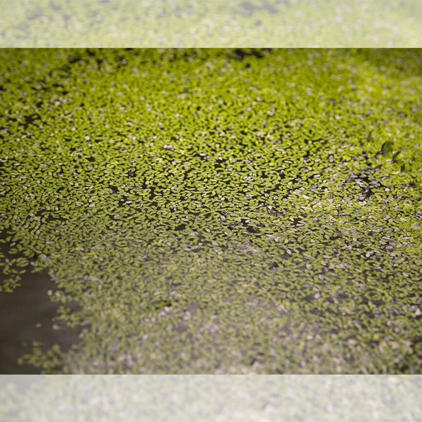 Ряска для аквариума