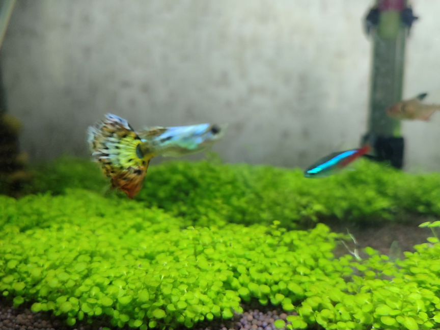 Мальки гуппи