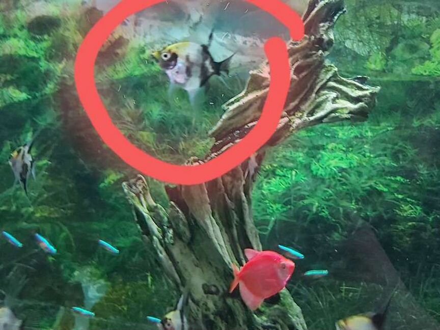 Аквариумные рыбки