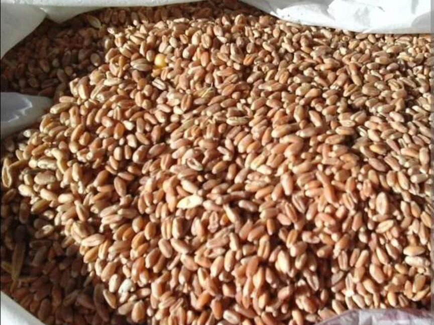 Пшеница ячмень в мешках