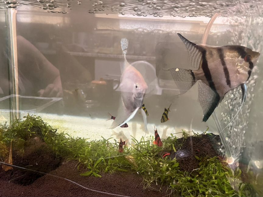 Скалярия и Барбусы