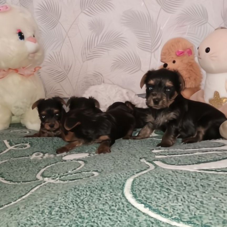 Йоркширский терьер, щенок