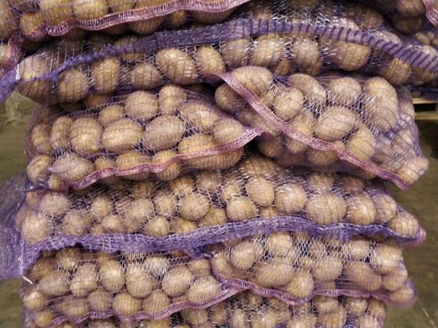 Картофель кормовой