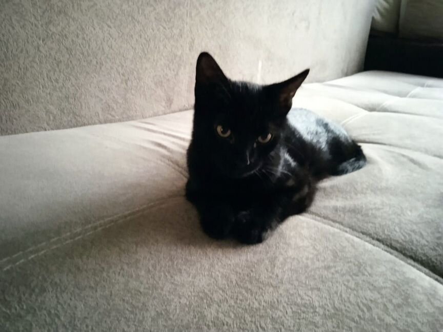 Отдам котеночка, бесплатно