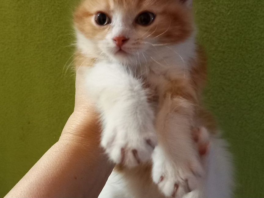 Сибирский рыжик