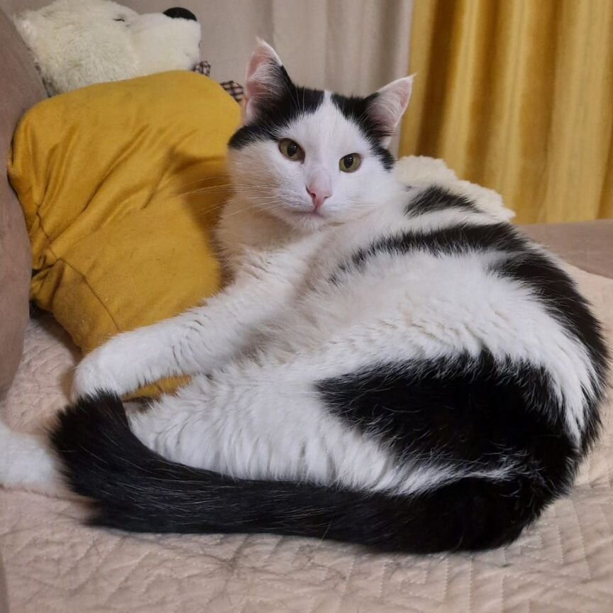 Взрослый кот в добрые руки