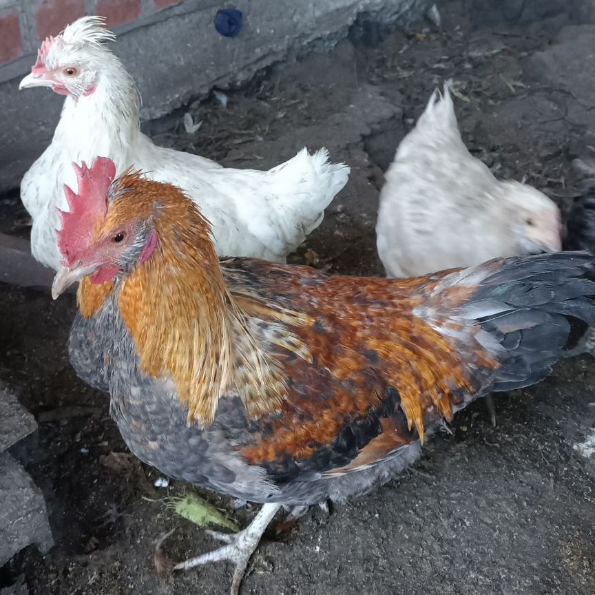 Молодые петухи домашние