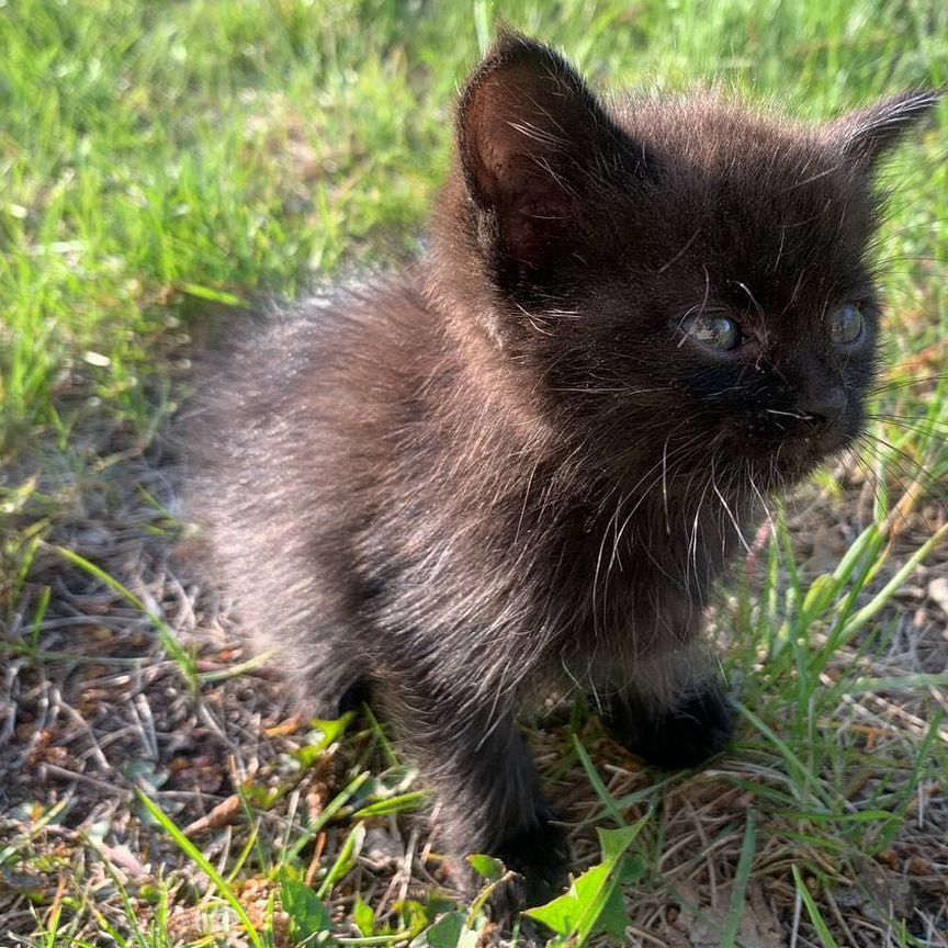 Котёнок в добрые руки