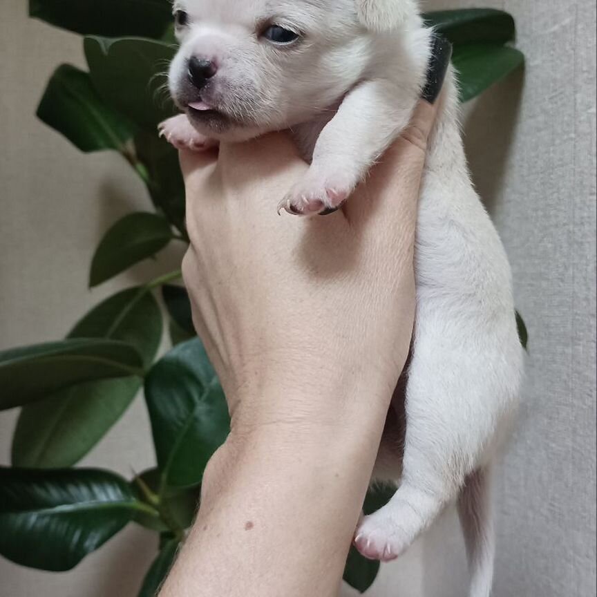 Щеночки (бронь)